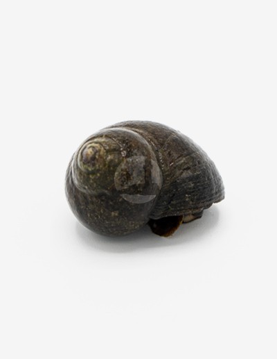 Bigaros
